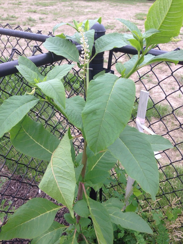 POKEBERRY by Garden Answers Plant Id