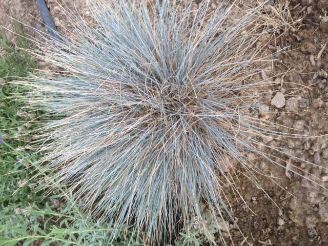 BLUE FESCUE BLUE FESTUCA by Garden Answers Plant Id