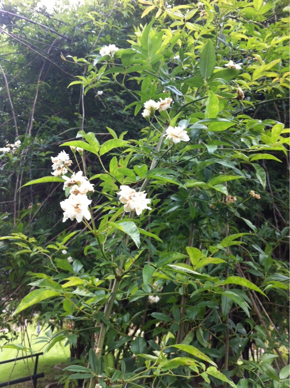 LADY BANKS ROSE by Garden Answers Plant Id