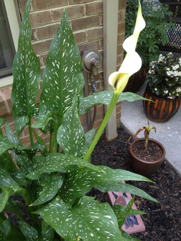 CALLA by Garden Answers Plant Id