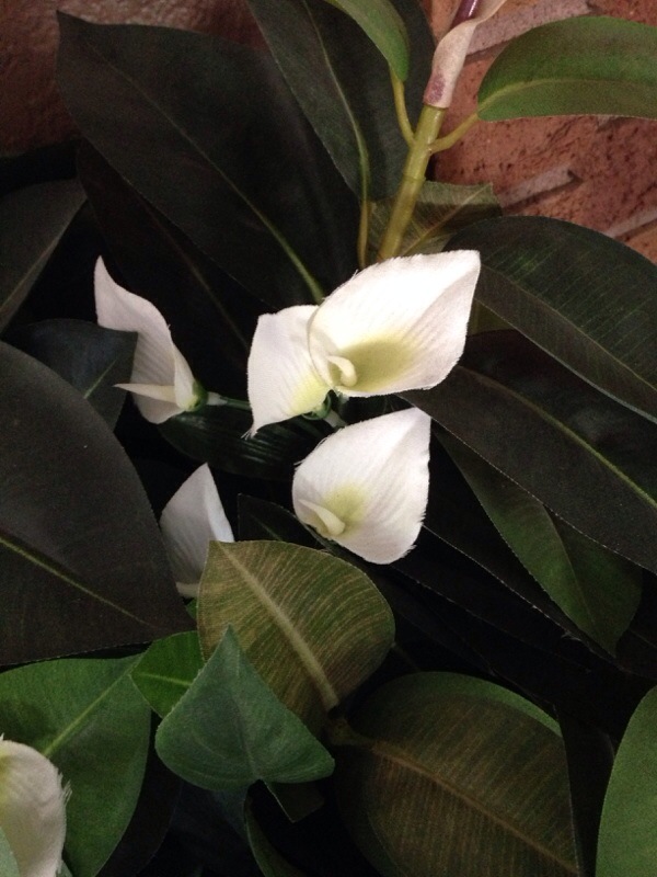 PEACE LILY SPATHE FLOWER by Garden Answers Plant Id